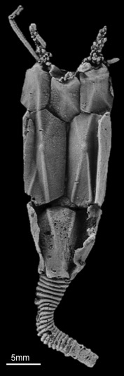 New fossil from China changes much of what we know about early ...