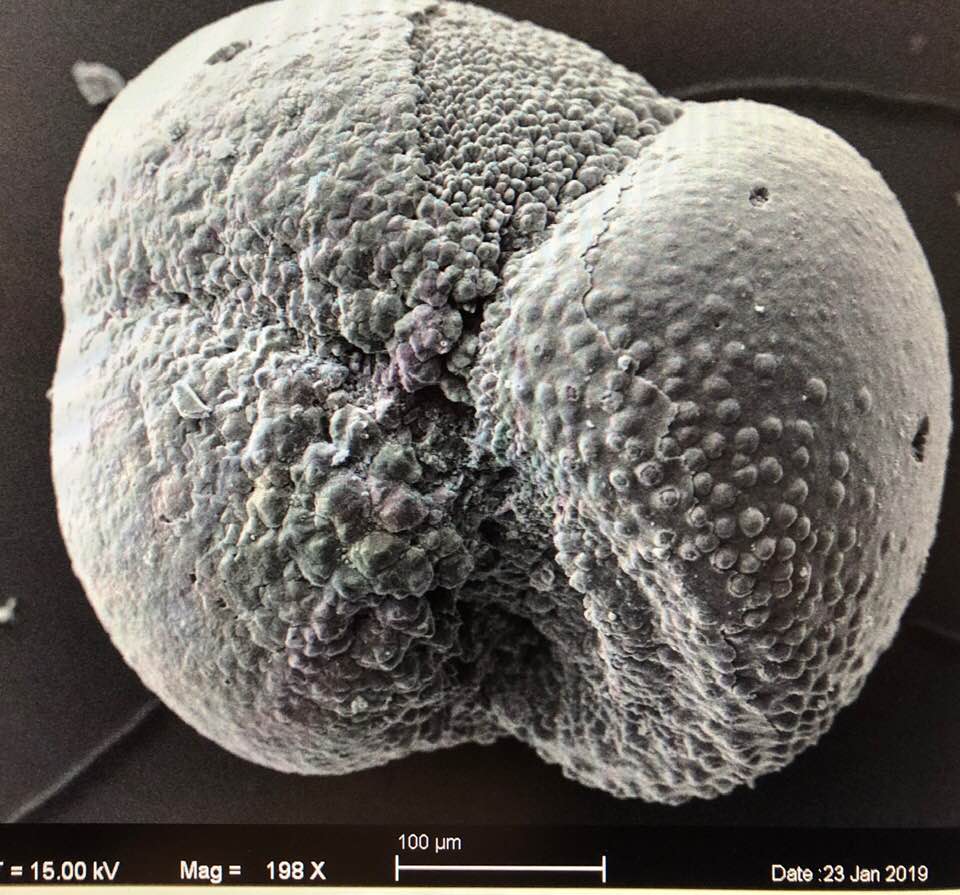 inflata – Time Scavengers