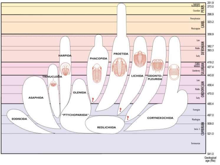 Diversification Patterns of Trilobites during the Ordovician – Time ...