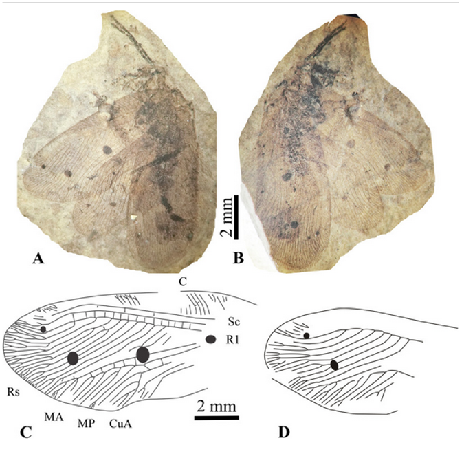 Discovery of new fossil net-wing insect species in the Democratic ...