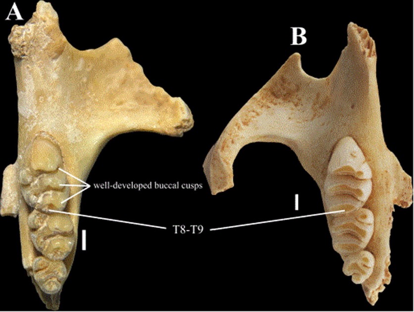 New Australian hopping-mouse fossil could be an insight into mammal ...