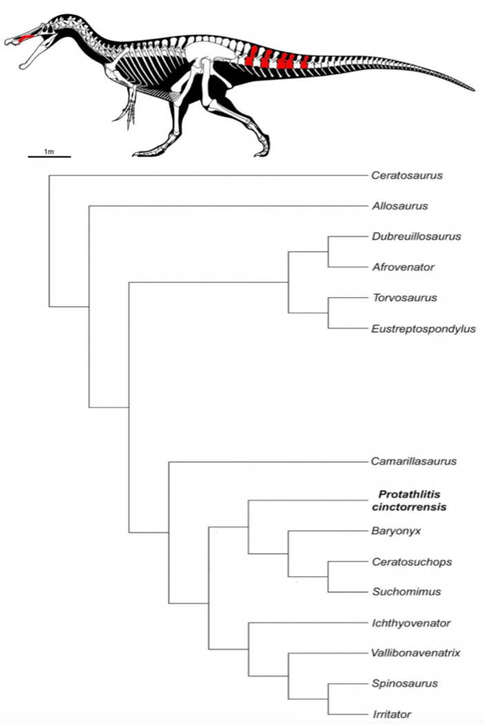 New species of spinosaurid dinosaur identified by its vertebrae and ...