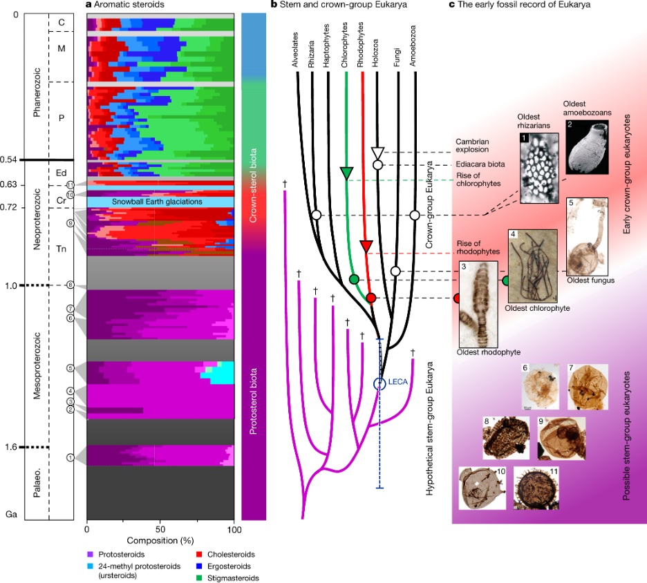 From One Cell to Millions: How Multicellular Life Took Over the World ...
