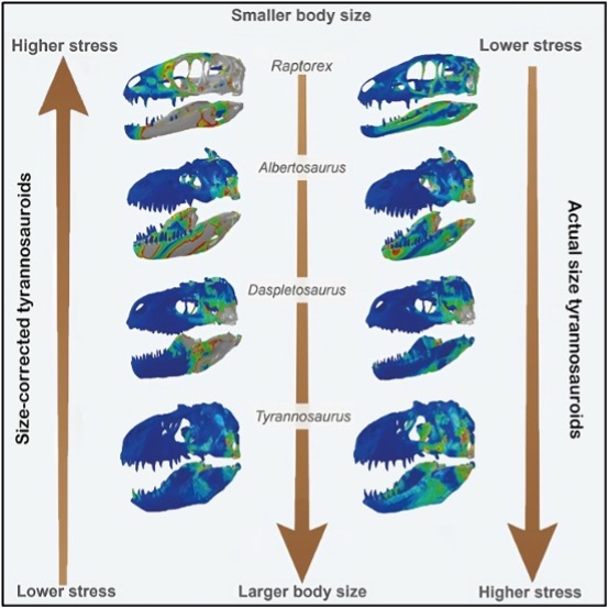 Morphology and feeding stress within tyrannosauroid dinosaurs (such as ...