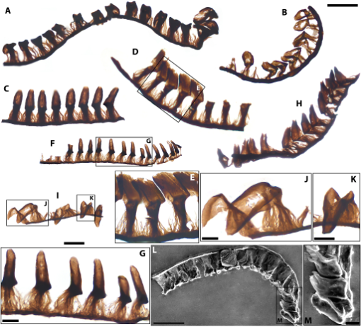 500-million-year-old fossils uncovered in the Grand Canyon (USA) reveal ...